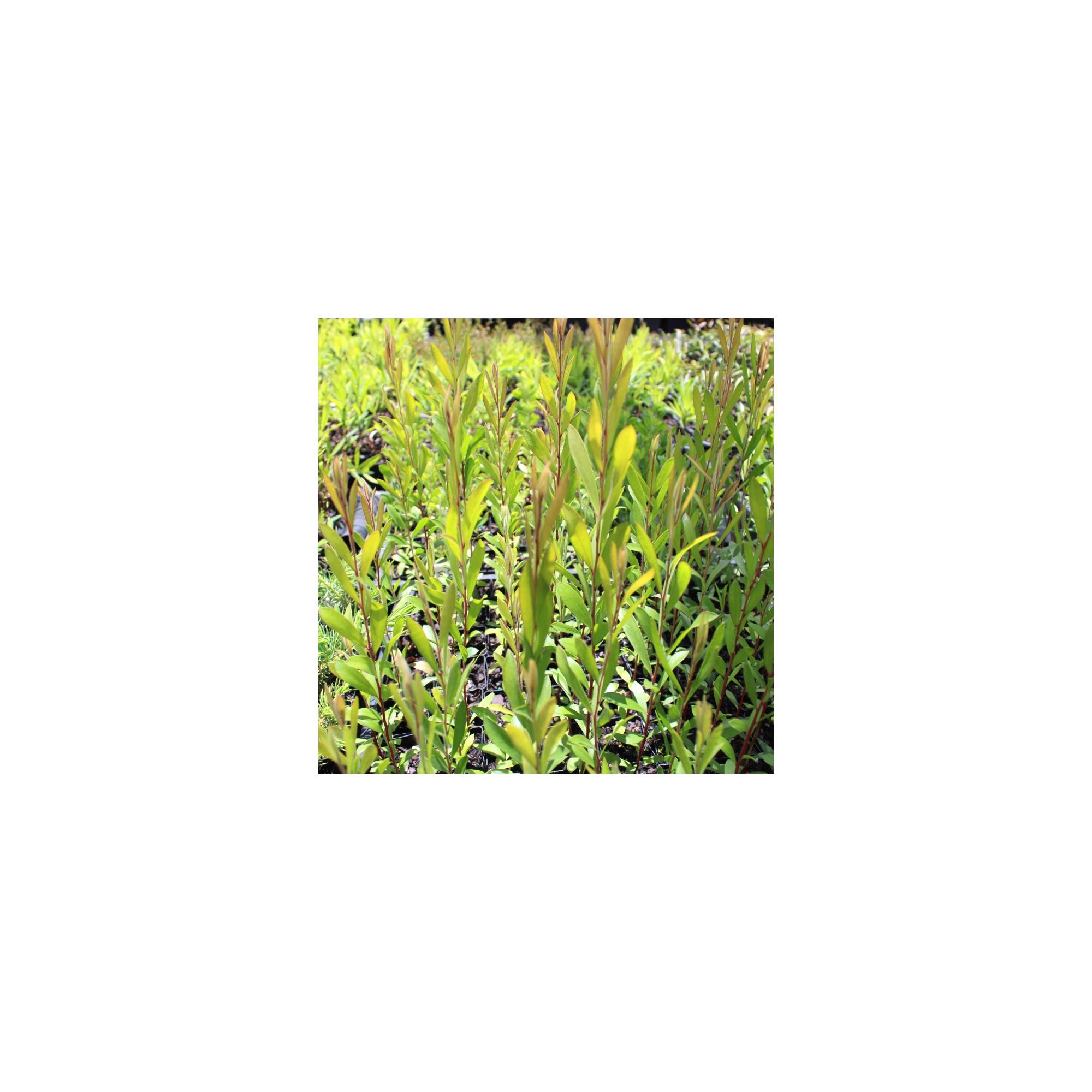 Callistemon pachyphyllus Green – Divine Plants Online Shop
