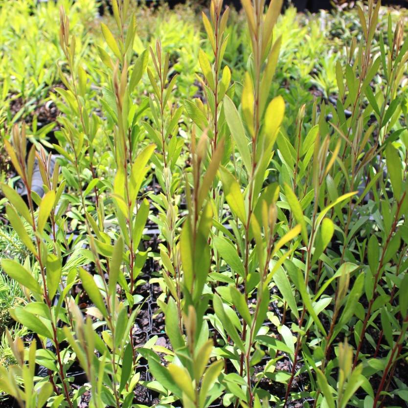 Callistemon pachyphyllus Green – Divine Plants Online Shop