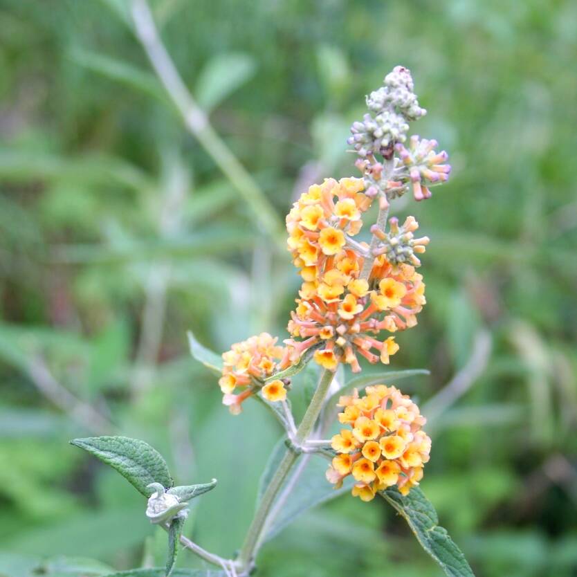 Buddleja Golden Glow – Divine Plants Online Shop