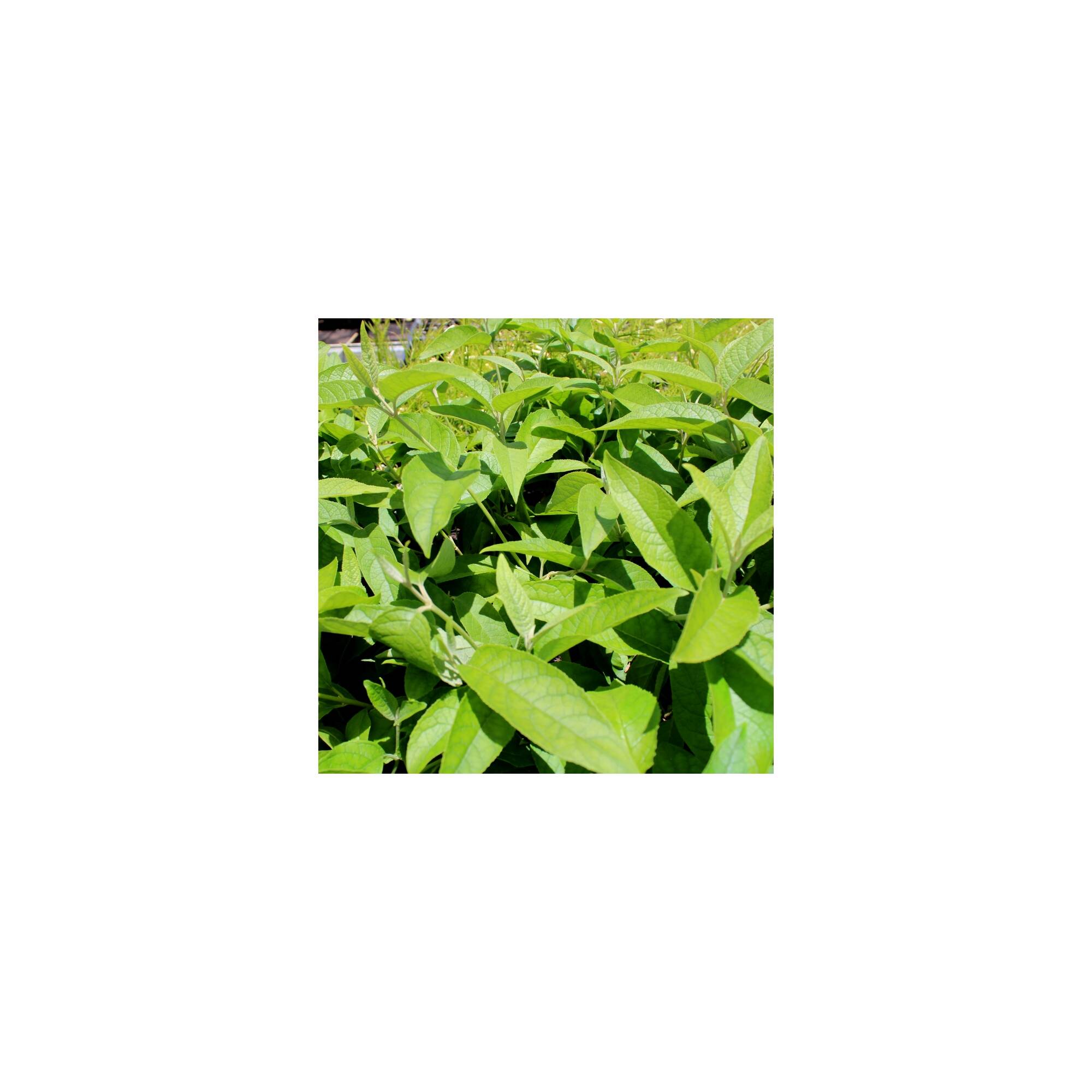 Buddleja Golden Glow – Divine Plants Online Shop