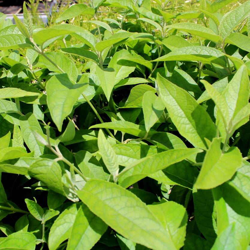 Buddleja Golden Glow – Divine Plants Online Shop