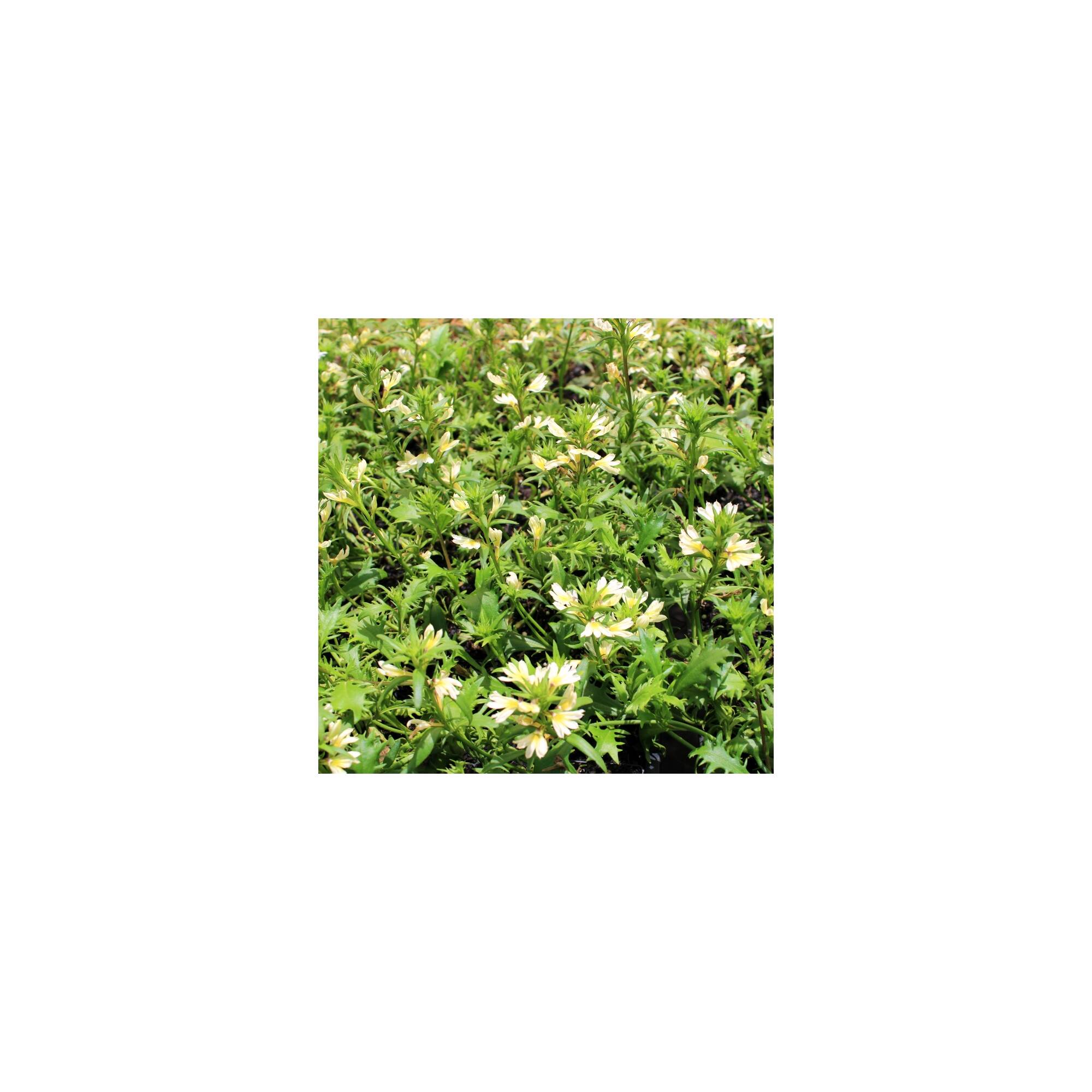 Scaevola aemula Yellow Fanfare – Divine Plants Online Shop