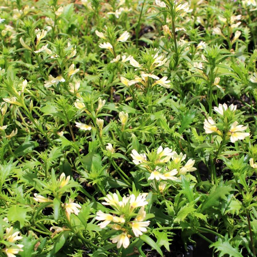 Scaevola aemula Yellow Fanfare – Divine Plants Online Shop