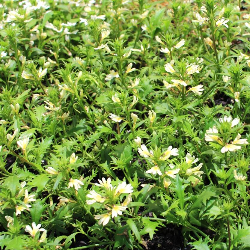 Scaevola aemula Yellow Fanfare – Divine Plants Online Shop