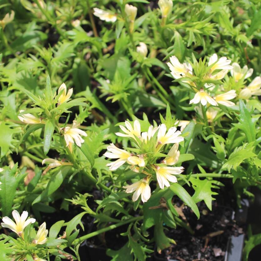 Scaevola aemula Yellow Fanfare – Divine Plants Online Shop