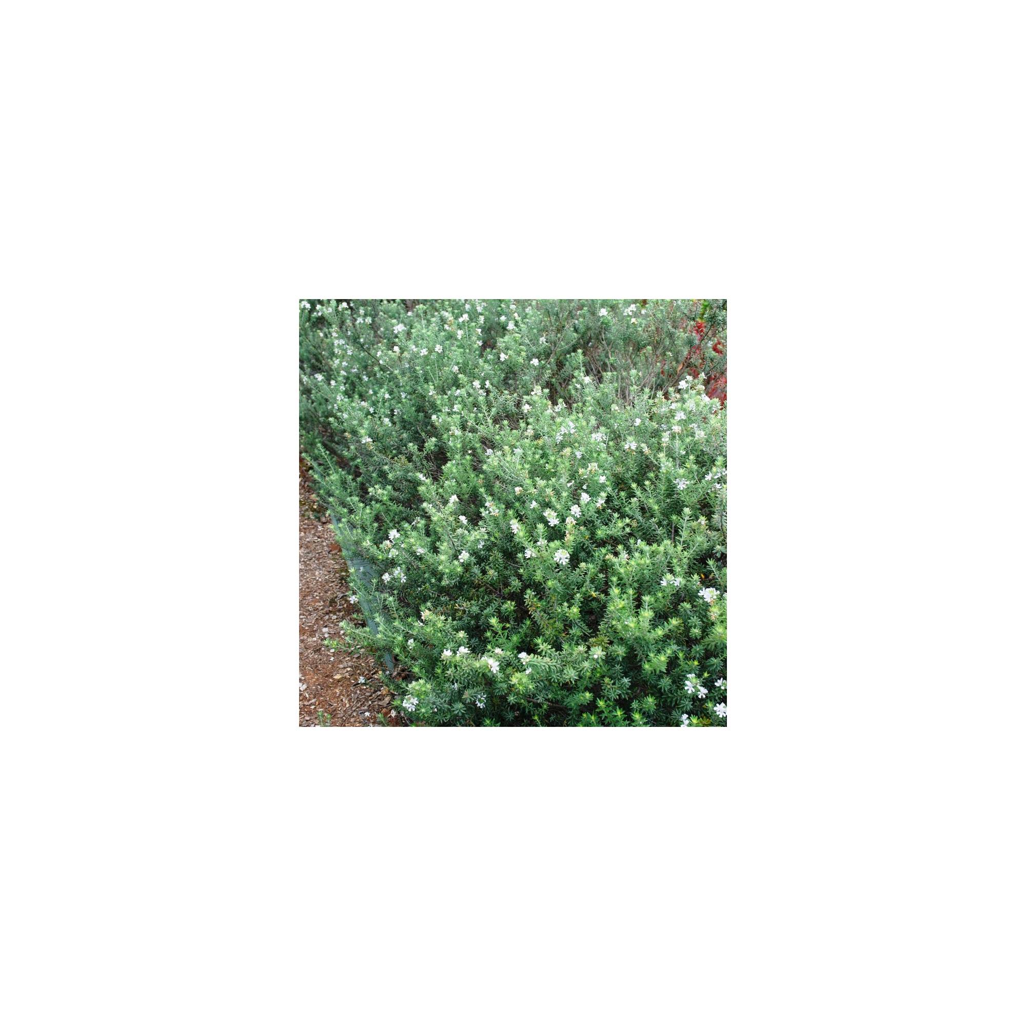 Westringia fruticosa Zena – Divine Plants Online Shop