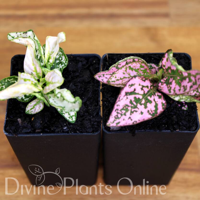 Hypoestes Phyllostachya 'Splash Select Mix' – Divine Plants Online Shop