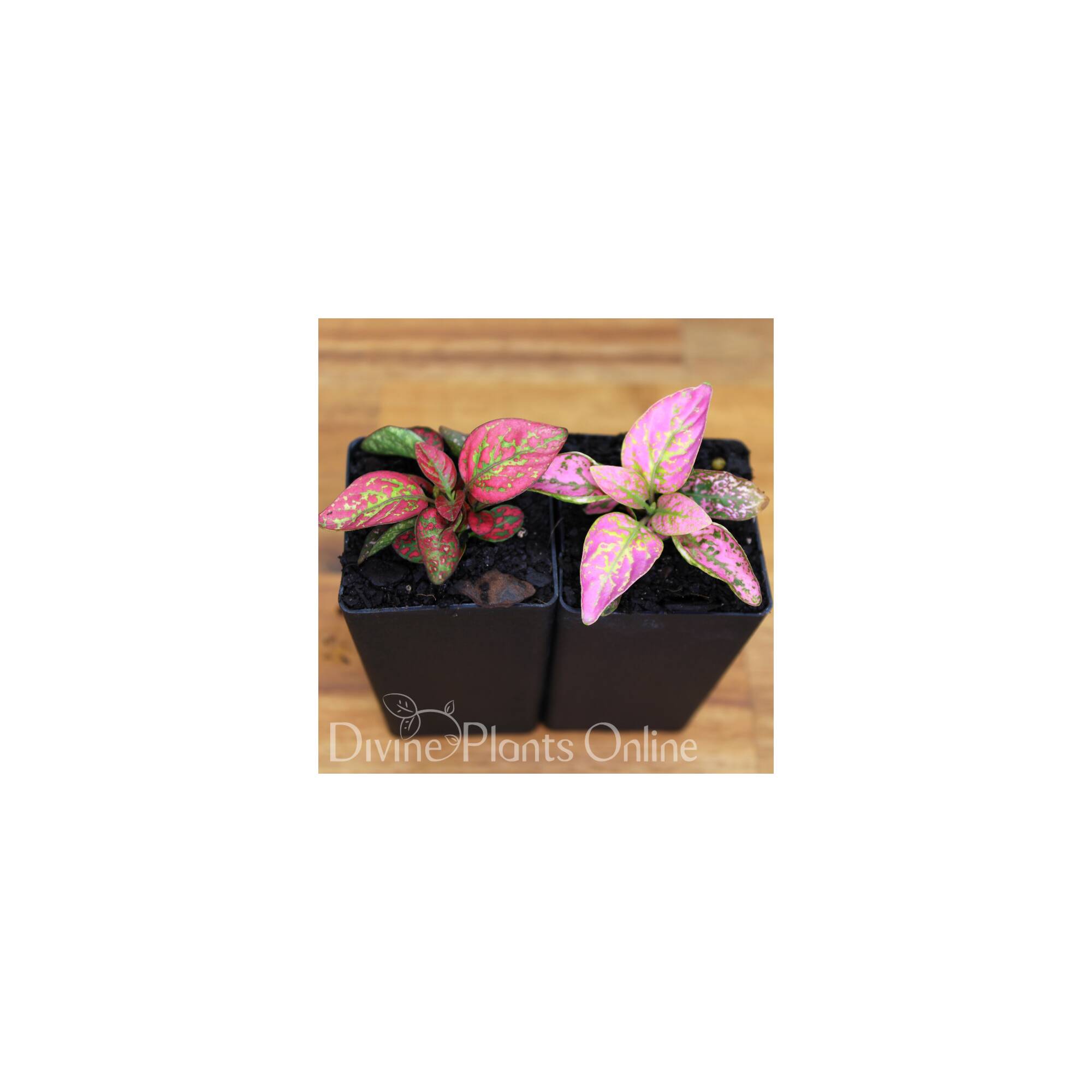 Hypoestes Phyllostachya 'Splash Select Mix' – Divine Plants Online Shop