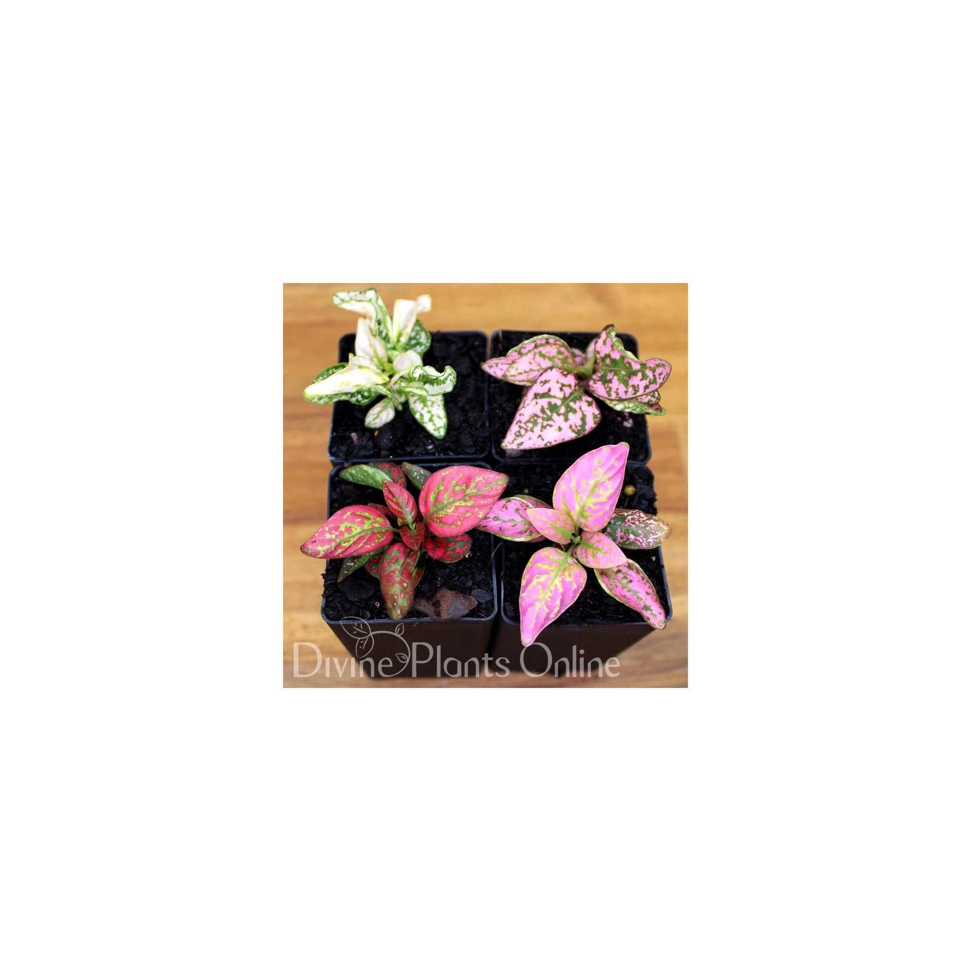 Hypoestes Phyllostachya 'Splash Select Mix' – Divine Plants Online Shop