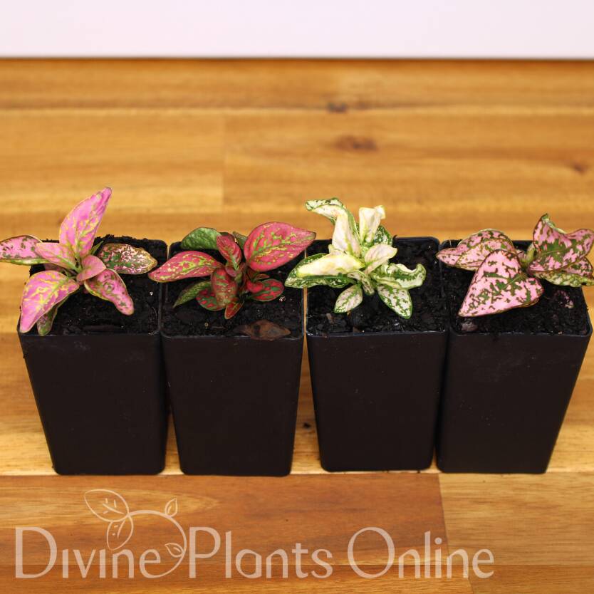 Hypoestes Phyllostachya 'Splash Select Mix' – Divine Plants Online Shop