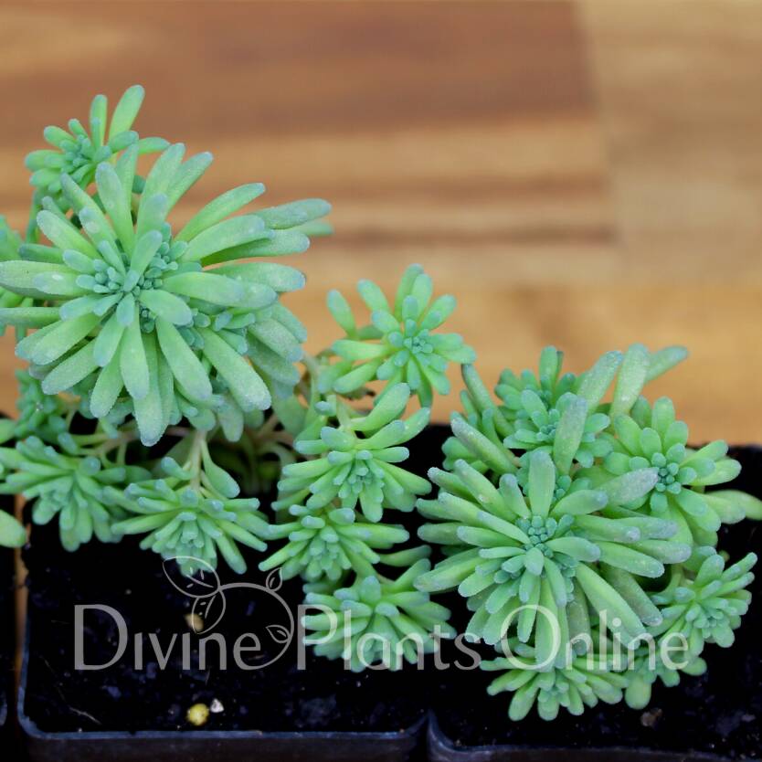 Sedum Lizard – Divine Plants Online Shop