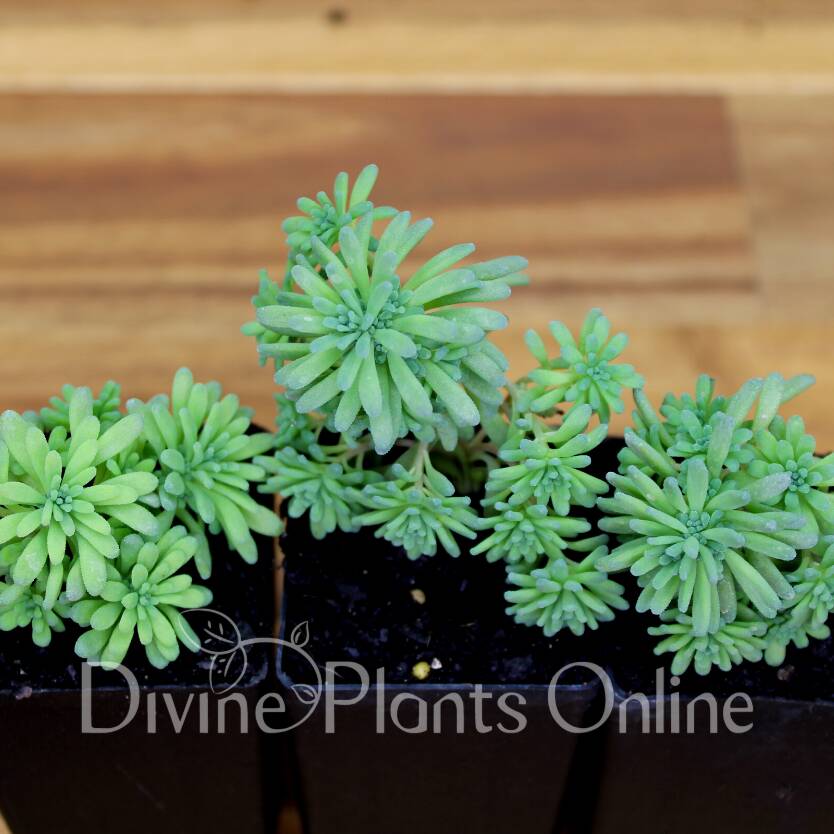 Sedum Lizard – Divine Plants Online Shop