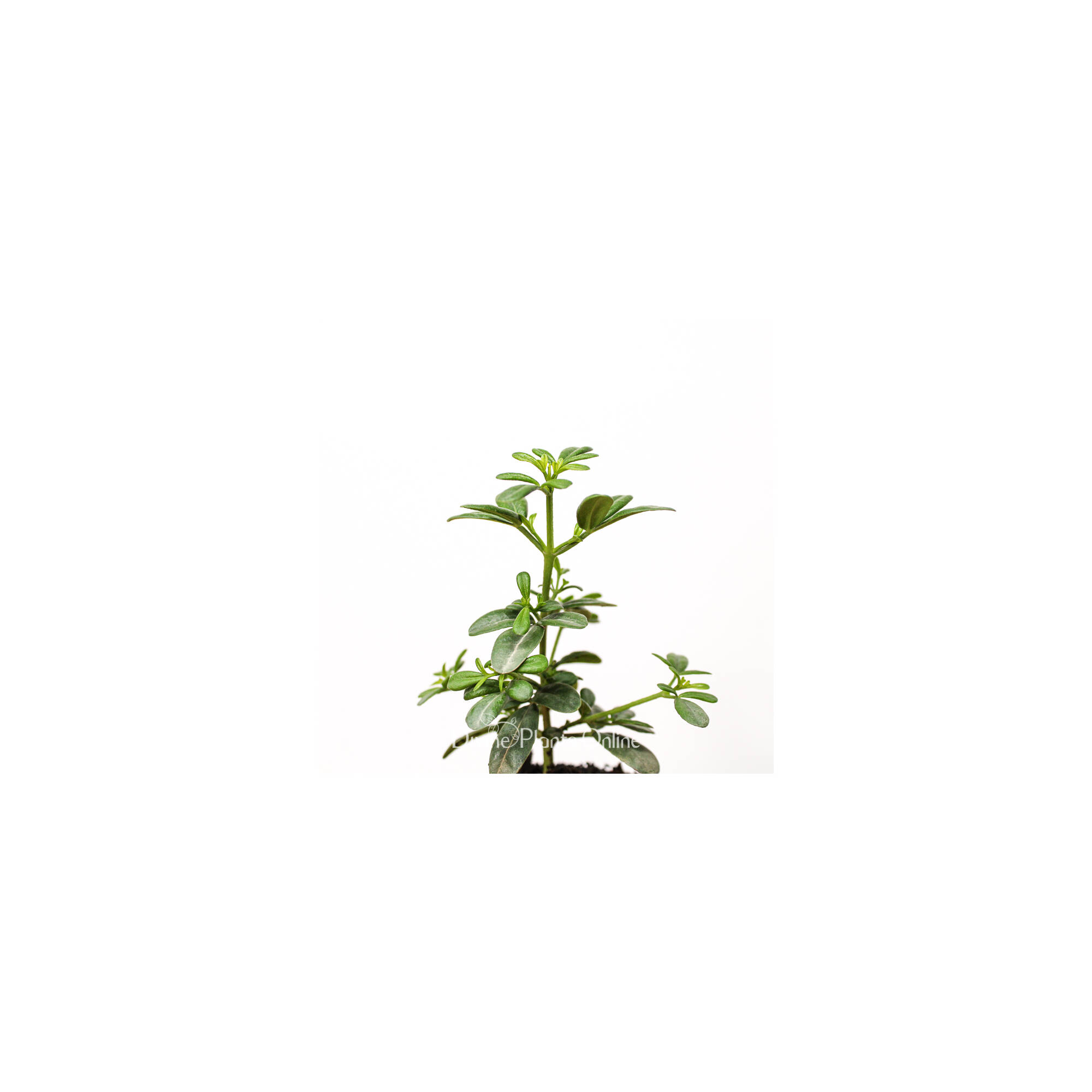 Zieria Prostrata – Divine Plants Online Shop
