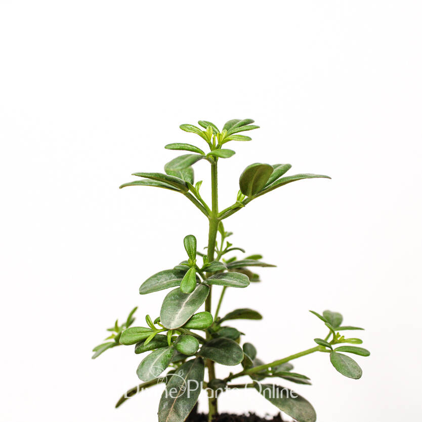 Zieria Prostrata – Divine Plants Online Shop