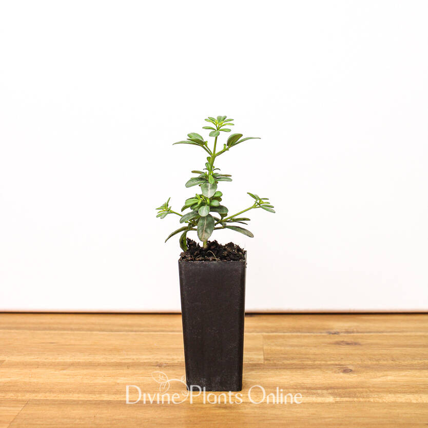 Zieria Prostrata – Divine Plants Online Shop