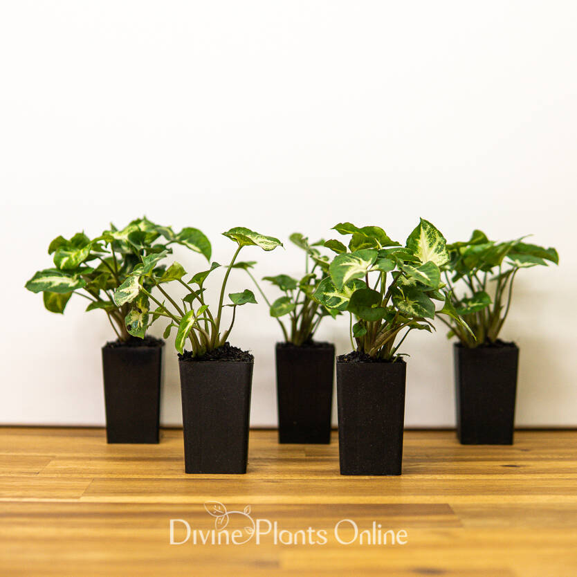 Syngonium Pixie – Divine Plants Online Shop