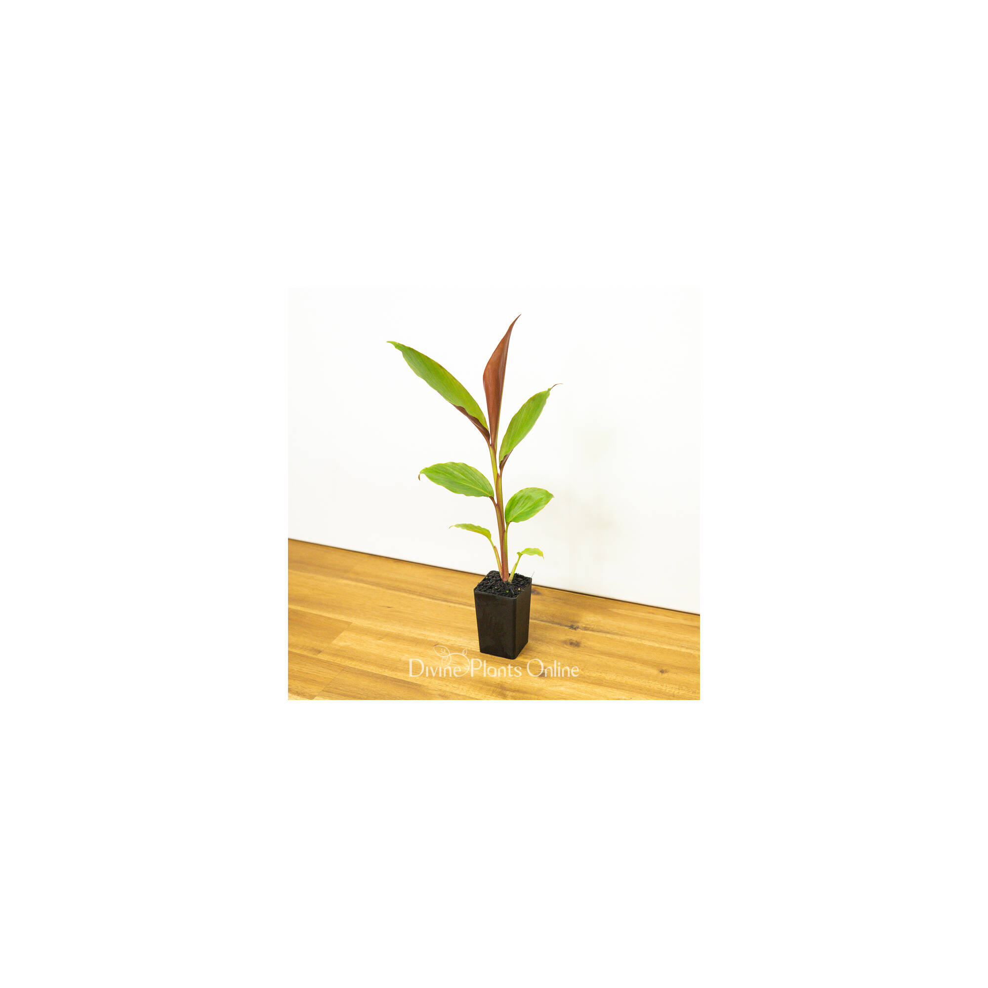 Alpinia caerulea Red Back – Divine Plants Online Shop