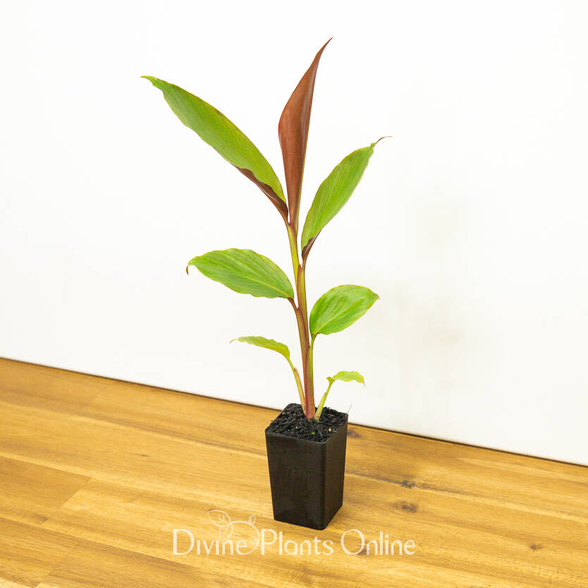 Alpinia caerulea Red Back – Divine Plants Online Shop