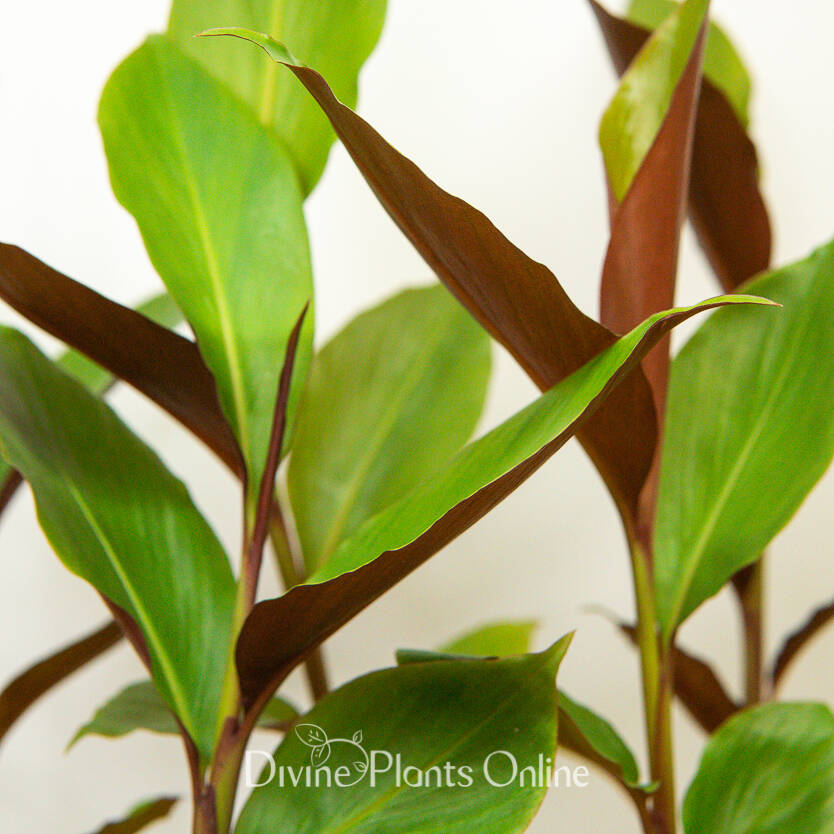 Alpinia caerulea Red Back – Divine Plants Online Shop