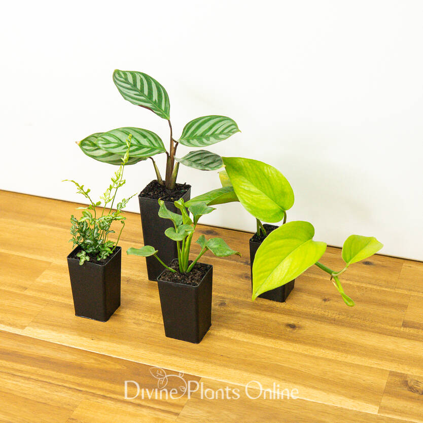 Indoor Plant Selection – Divine Plants Online Shop