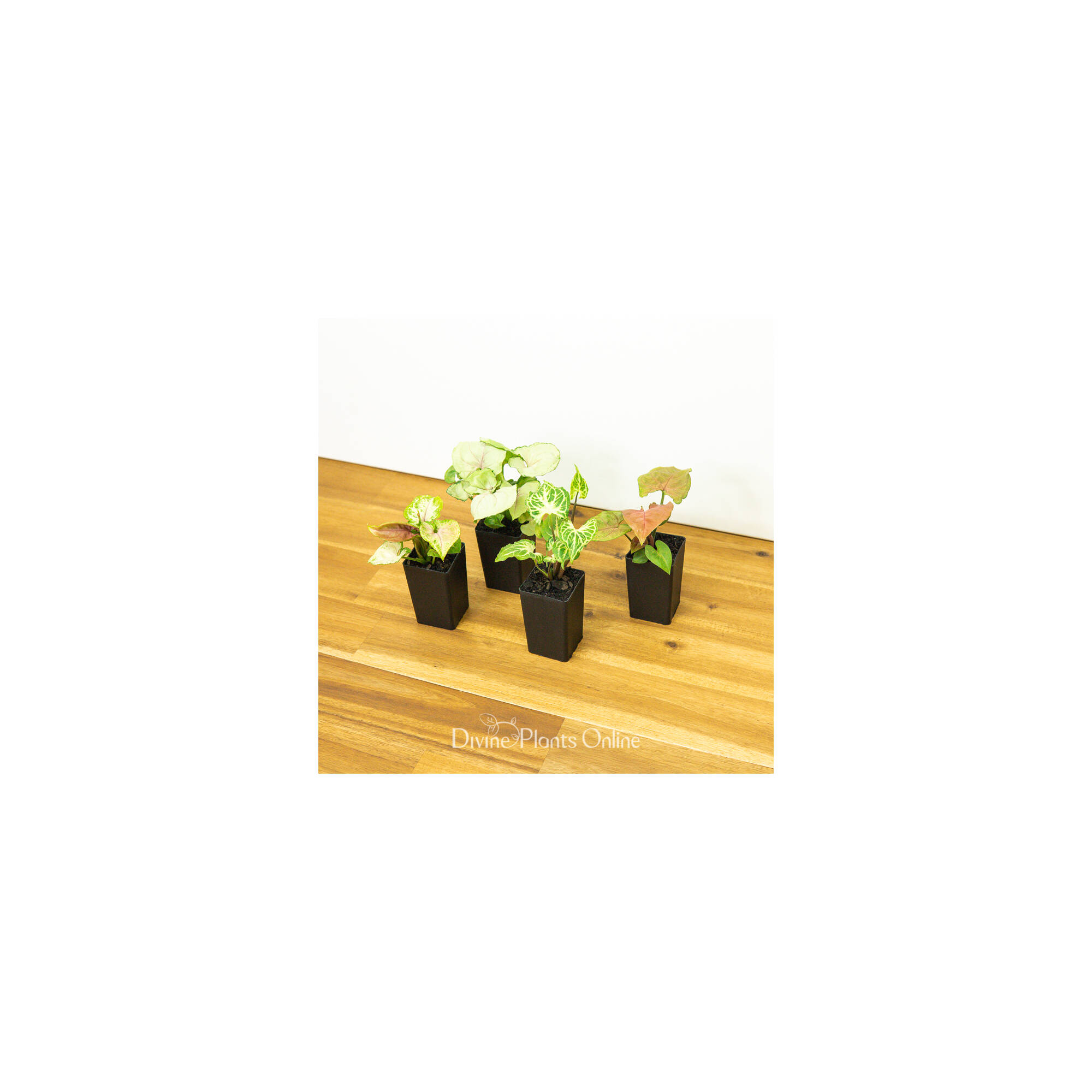 Indoor Plant Selection – Divine Plants Online Shop