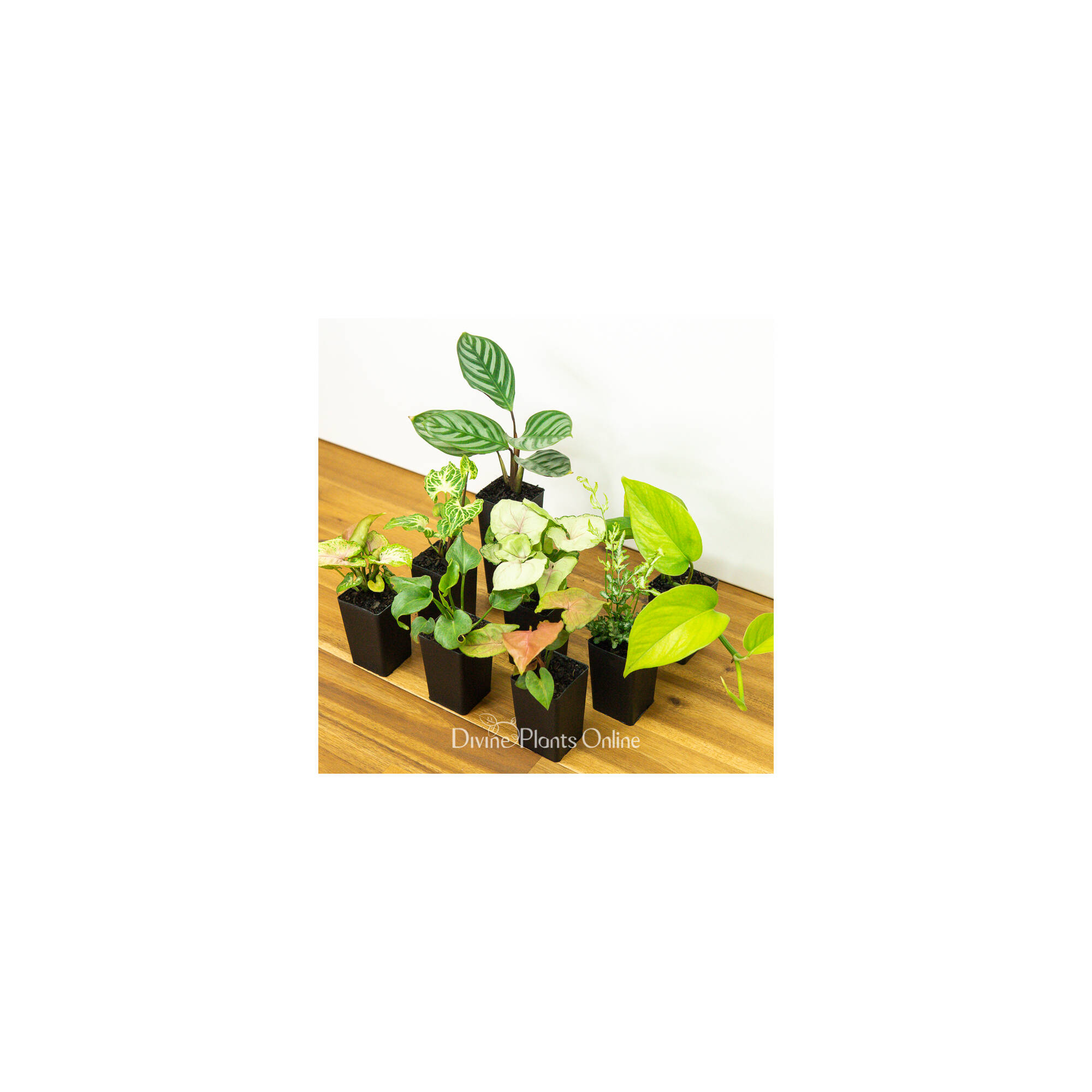 Indoor Plant Selection – Divine Plants Online Shop