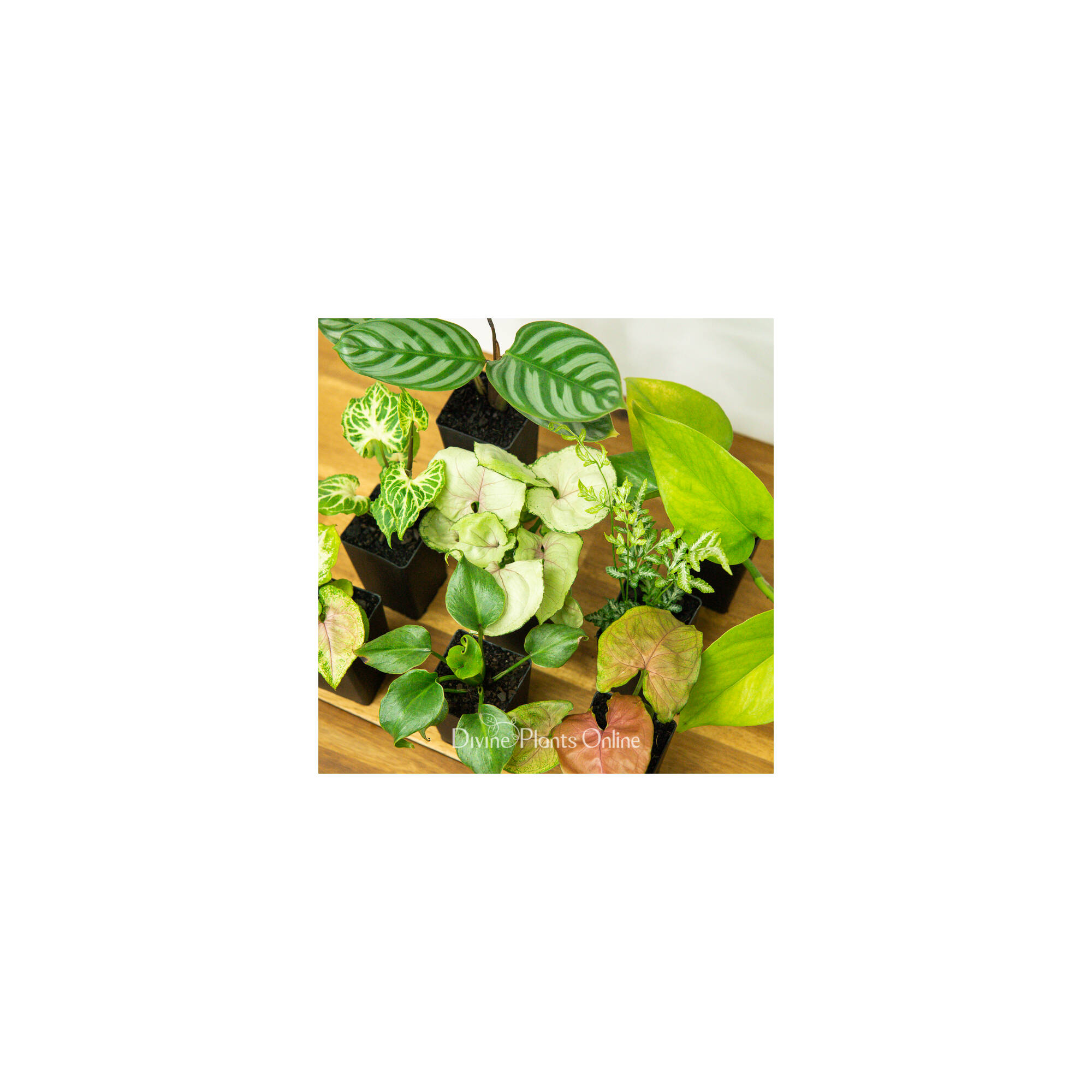Indoor Plant Selection – Divine Plants Online Shop