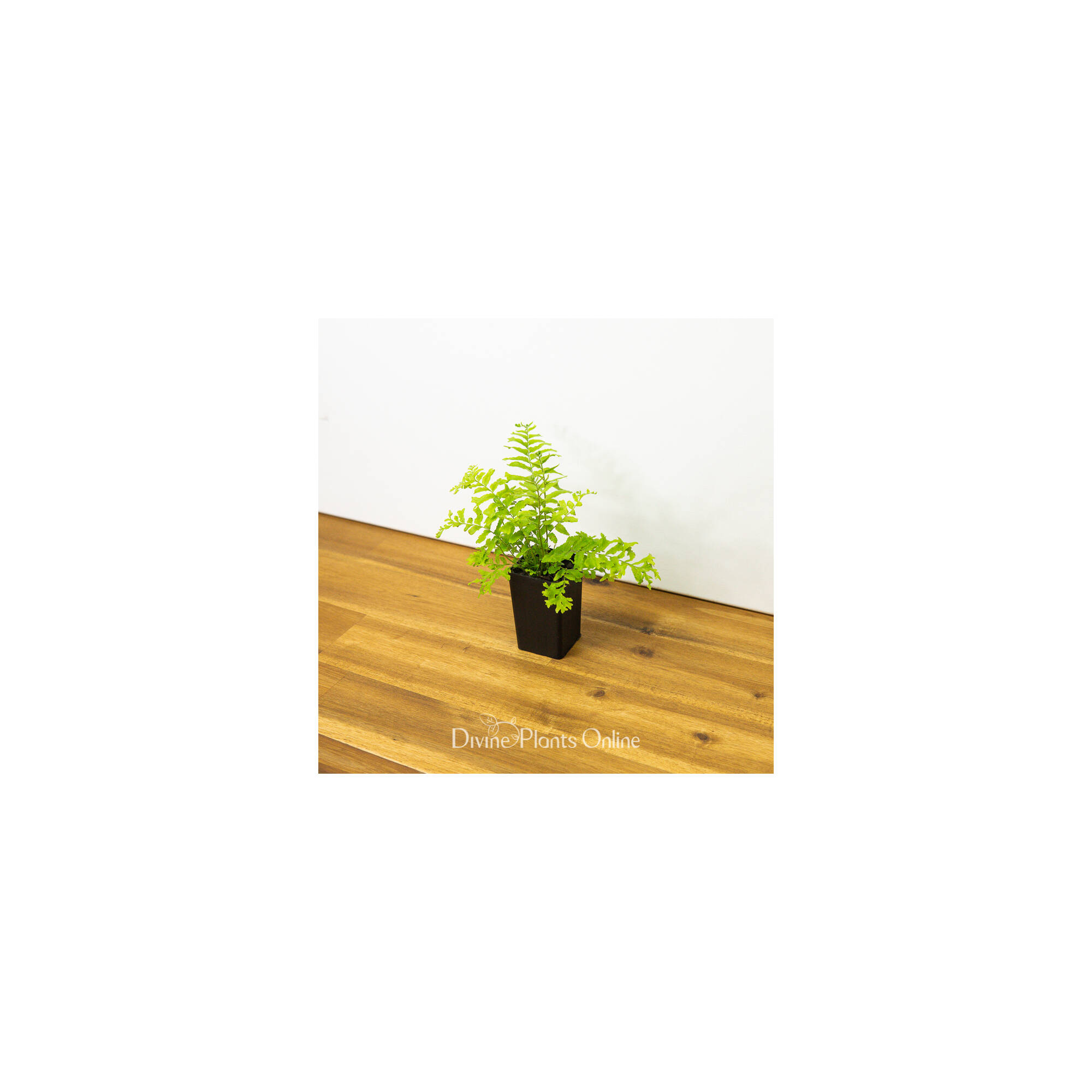 Nephrolepis Falcata Furcans 'Fishtail Fern' – Divine Plants Online Shop
