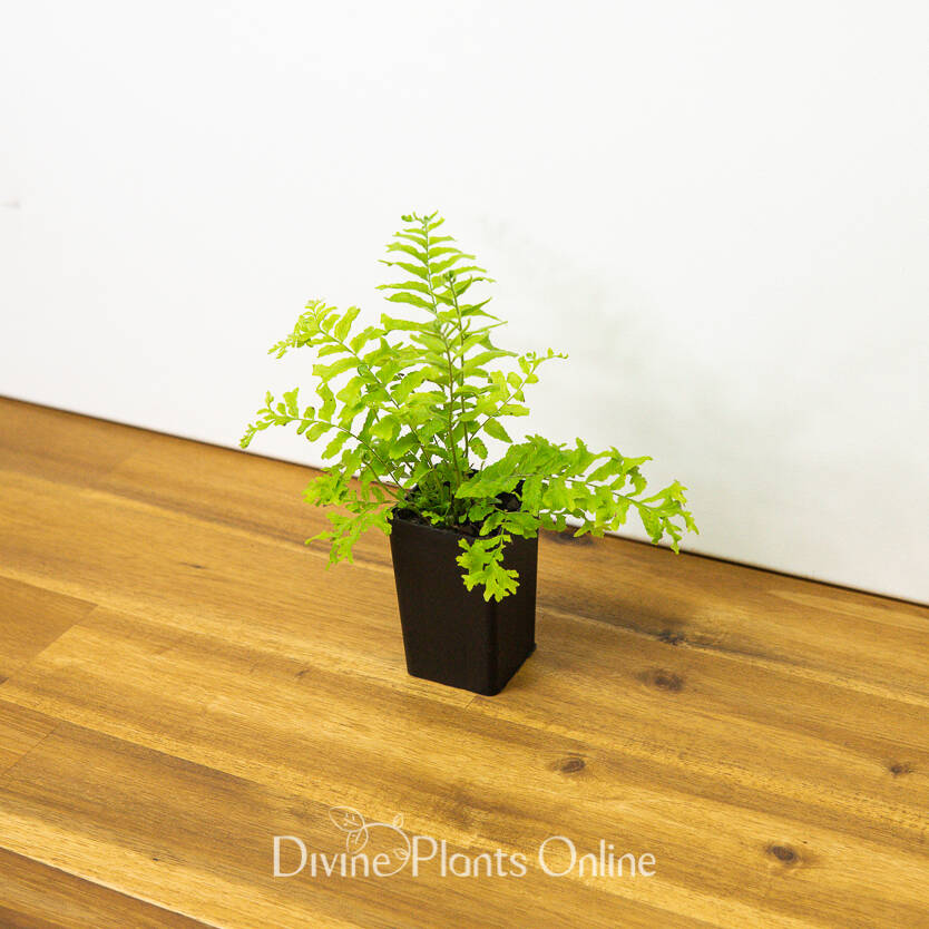 Nephrolepis Falcata Furcans 'Fishtail Fern' – Divine Plants Online Shop