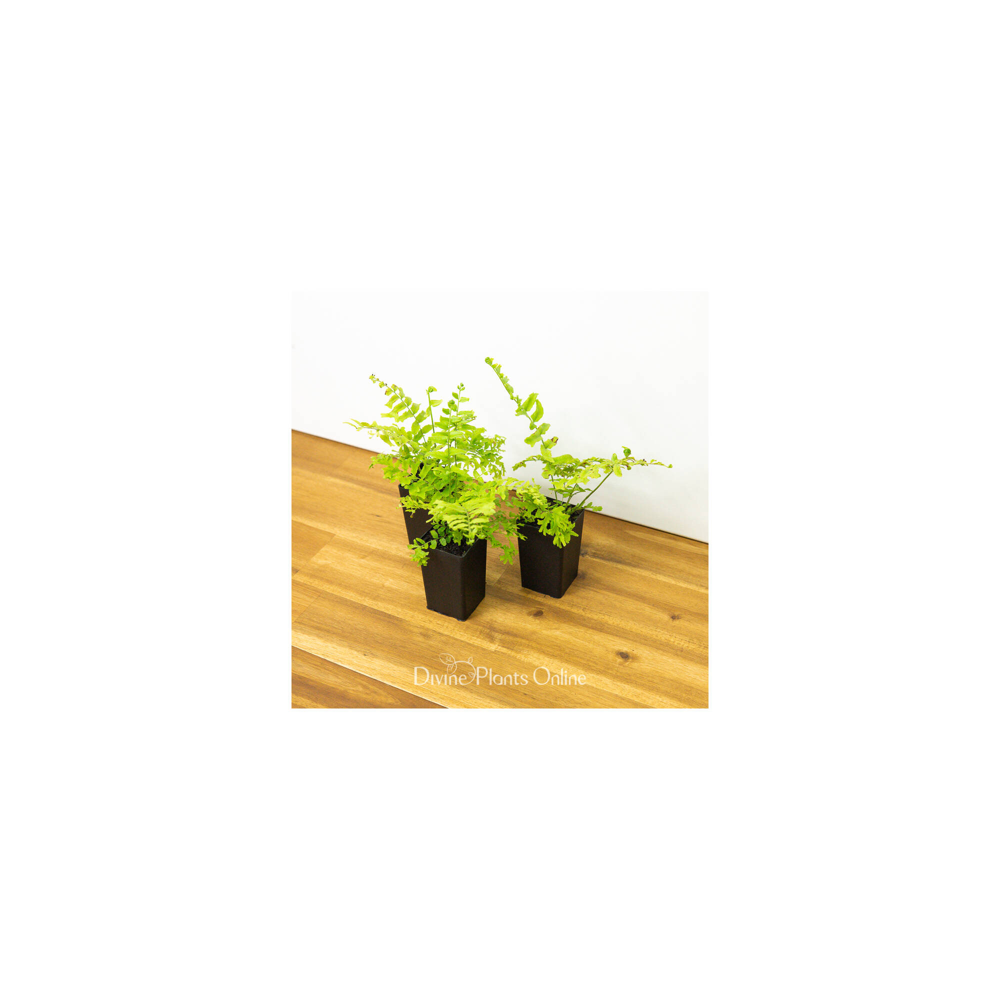 Nephrolepis Falcata Furcans 'Fishtail Fern' – Divine Plants Online Shop