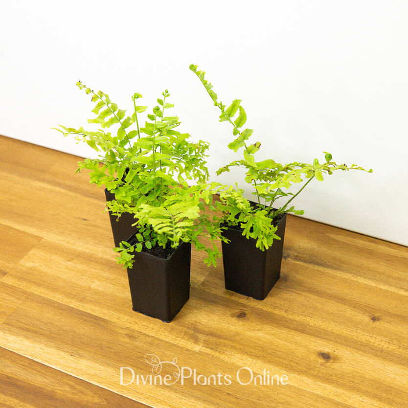 Nephrolepis Falcata Furcans 'Fishtail Fern' – Divine Plants Online Shop