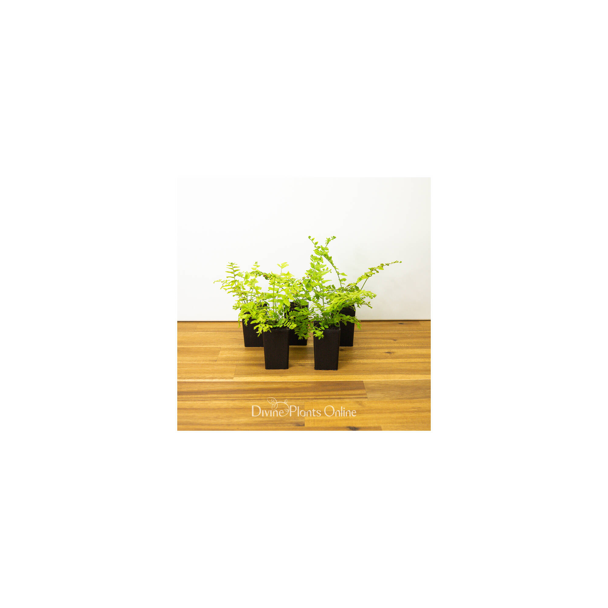 Nephrolepis Falcata Furcans 'Fishtail Fern' – Divine Plants Online Shop