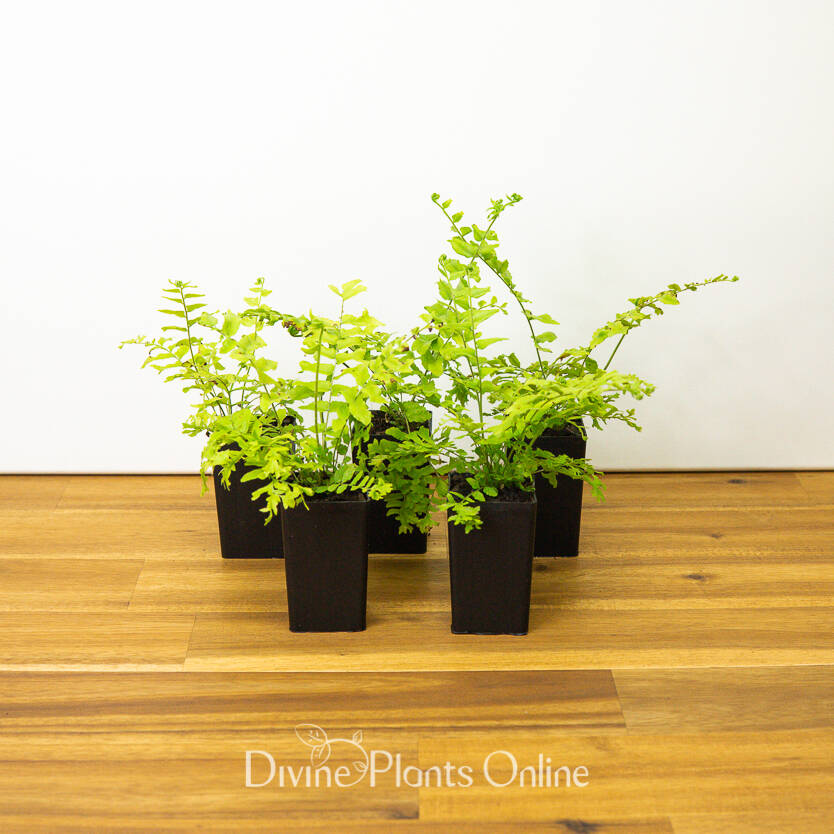 Nephrolepis Falcata Furcans 'Fishtail Fern' – Divine Plants Online Shop