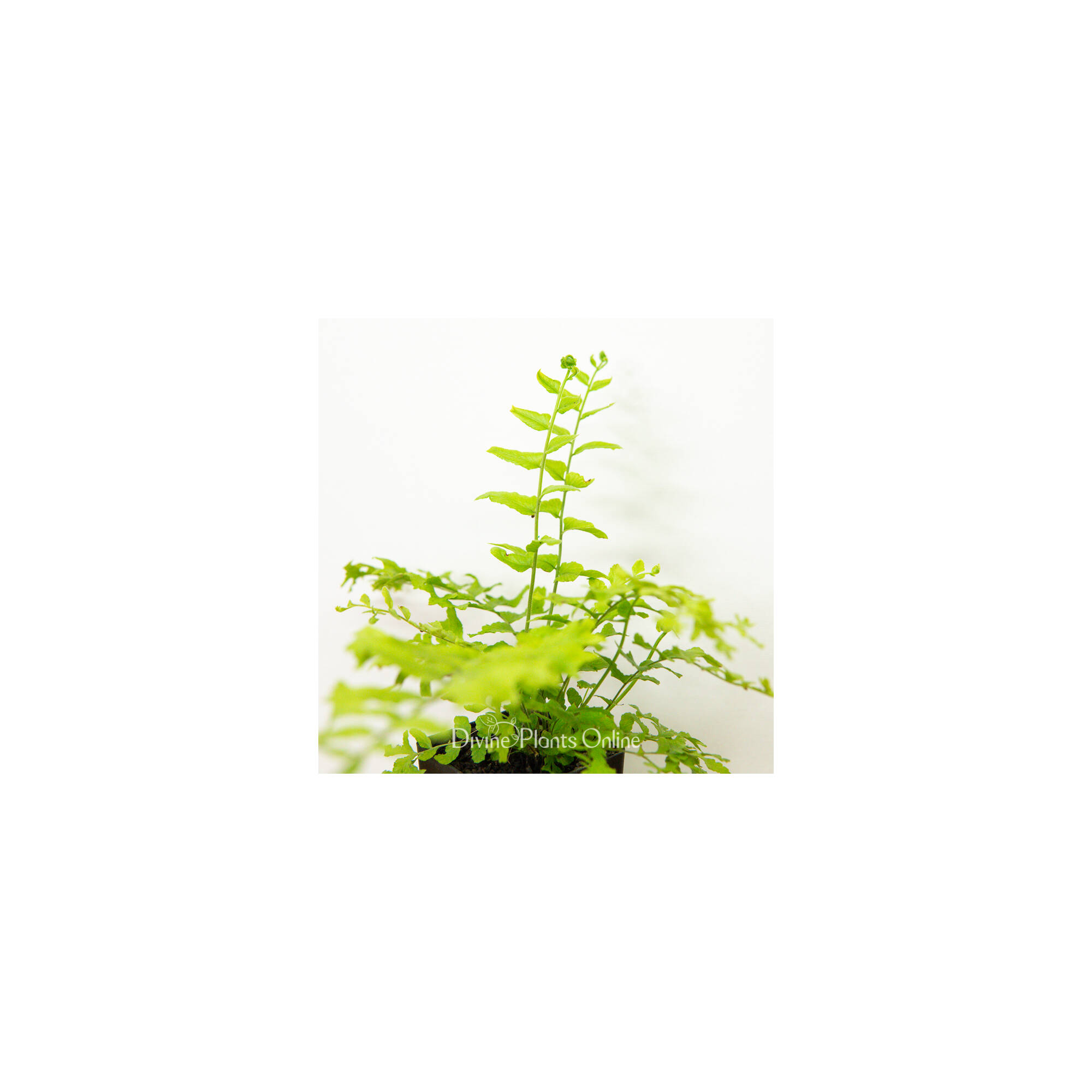 Nephrolepis Falcata Furcans 'Fishtail Fern' – Divine Plants Online Shop