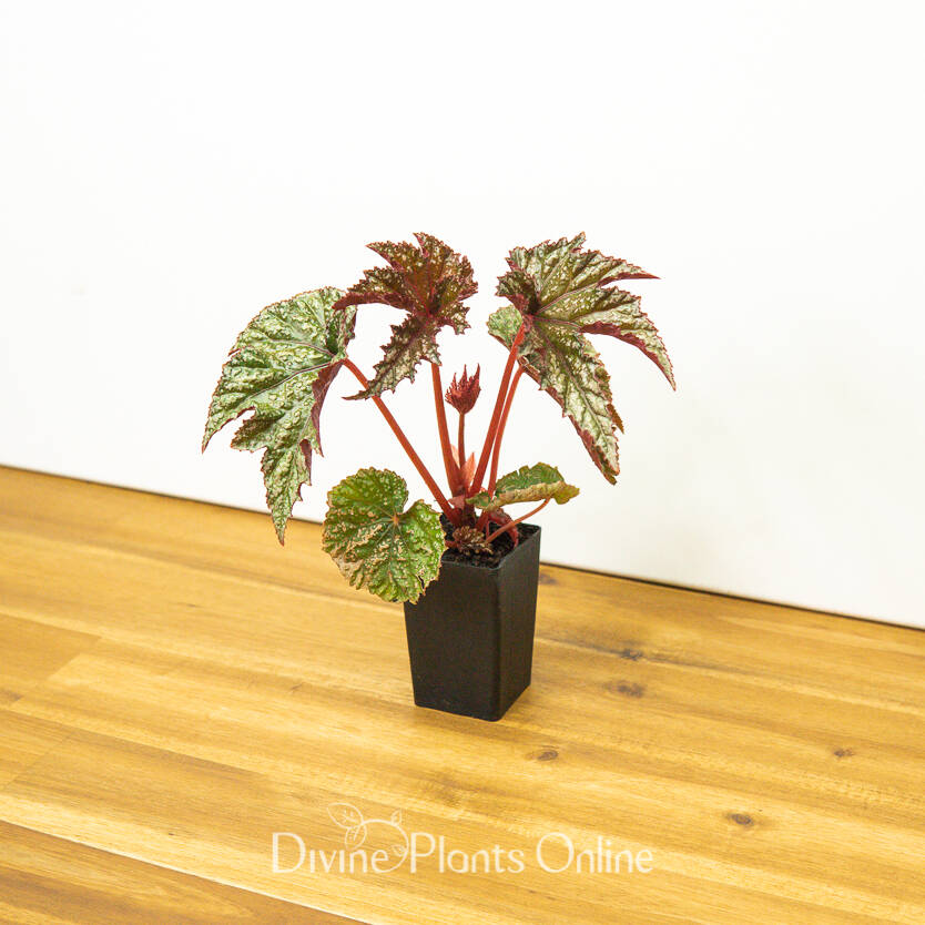 Begonia 'Gryphon' – Divine Plants Online Shop
