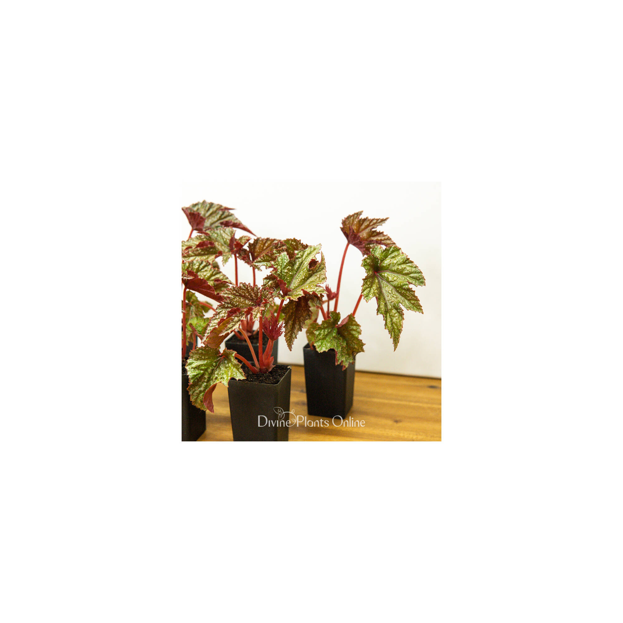 Begonia 'Gryphon' – Divine Plants Online Shop