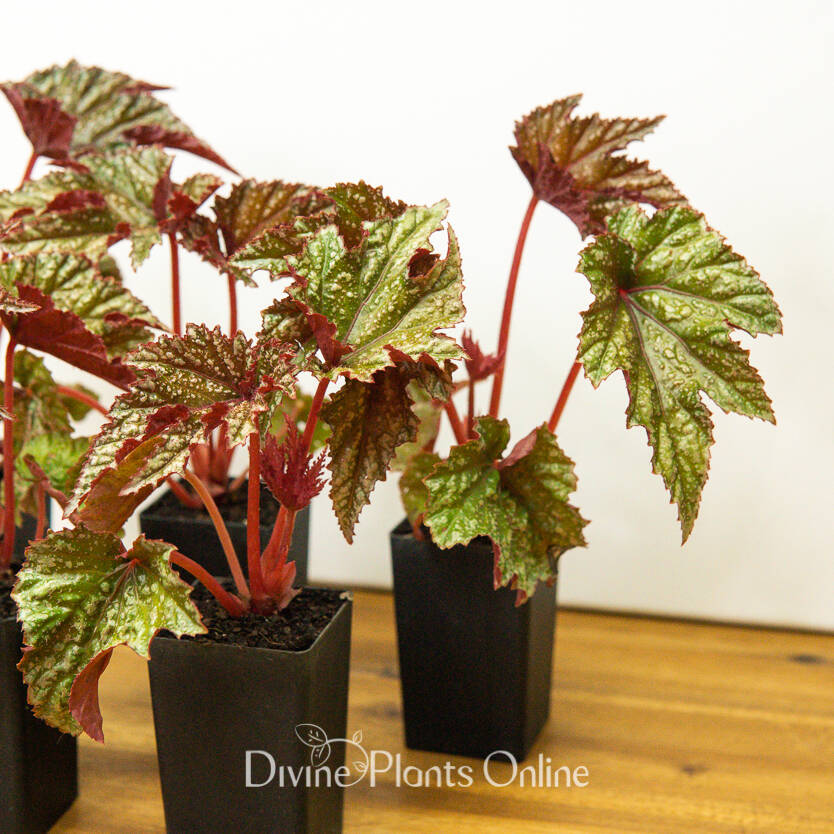 Begonia 'Gryphon' – Divine Plants Online Shop