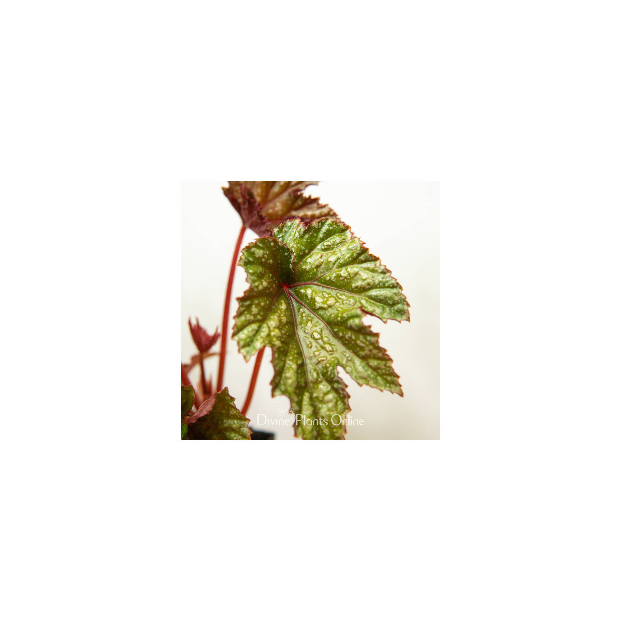 Begonia 'Gryphon' – Divine Plants Online Shop