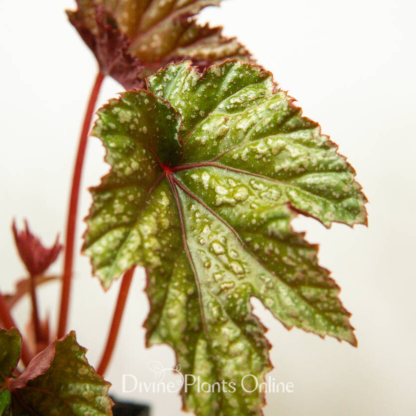 Begonia 'Gryphon' – Divine Plants Online Shop