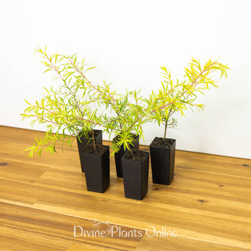Melaleuca bracteata Revolution Gold – Divine Plants Online Shop