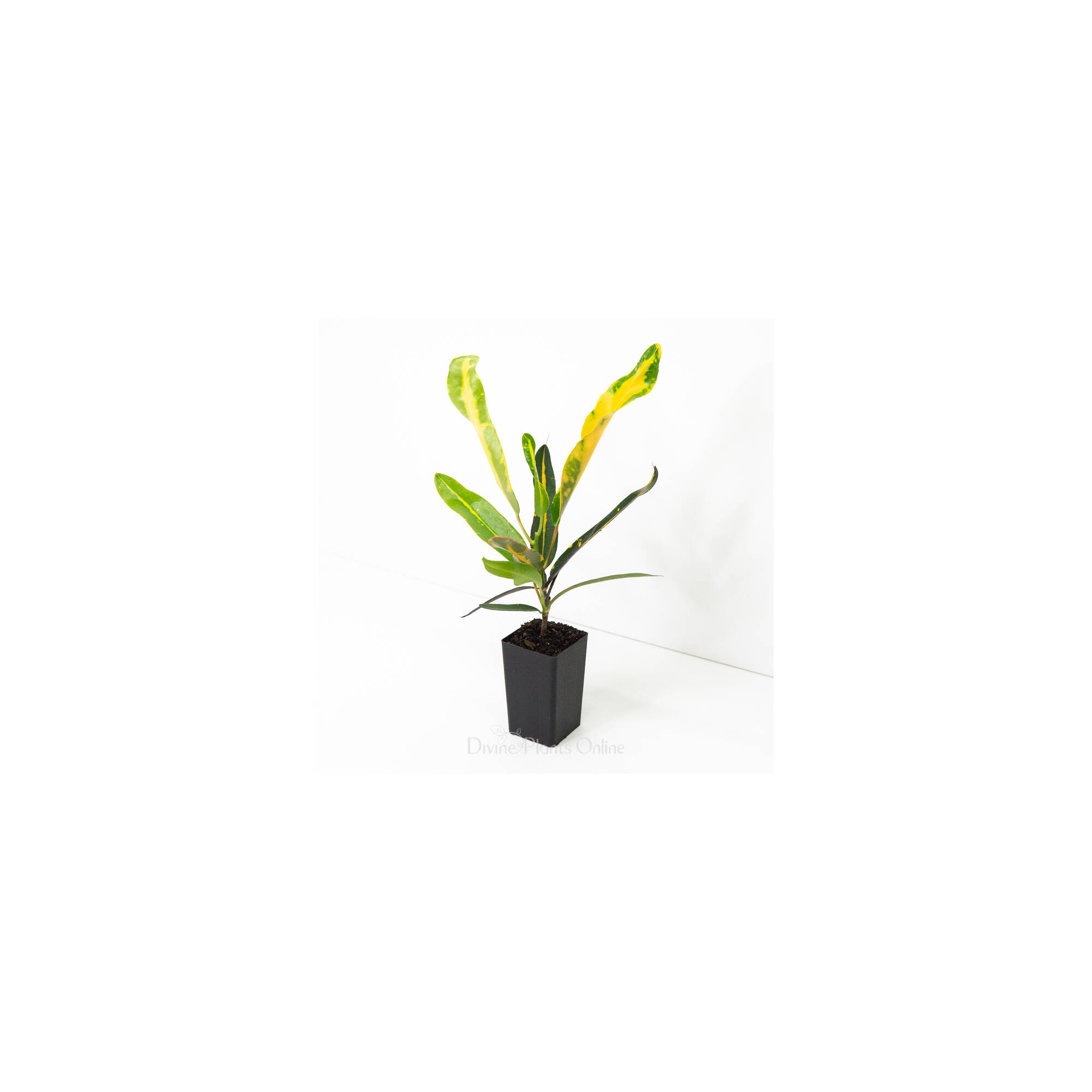 Codiaeum variegatum 'Mammy' – Divine Plants Online Shop