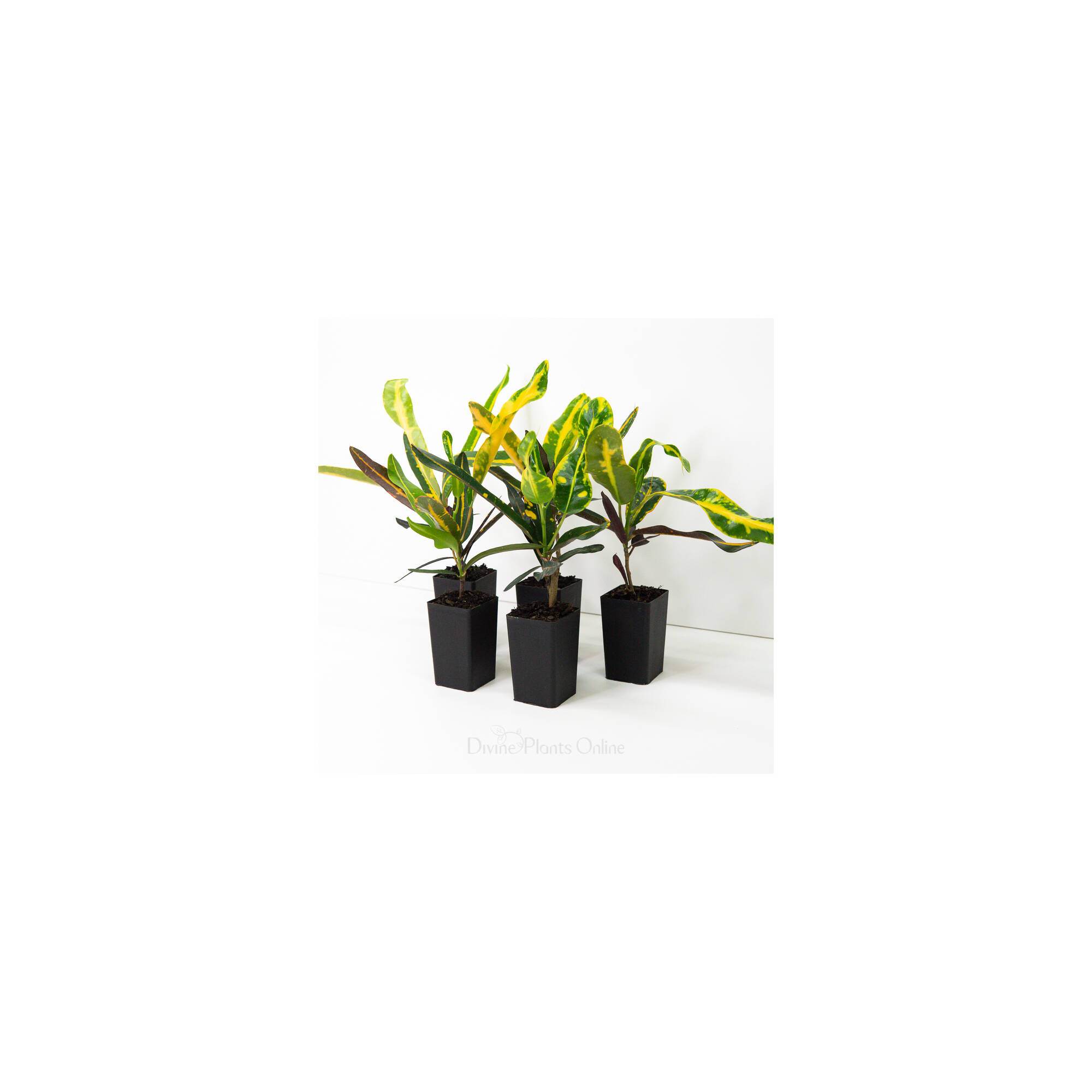 Codiaeum variegatum 'Mammy' – Divine Plants Online Shop