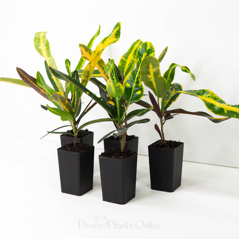 Codiaeum variegatum 'Mammy' – Divine Plants Online Shop