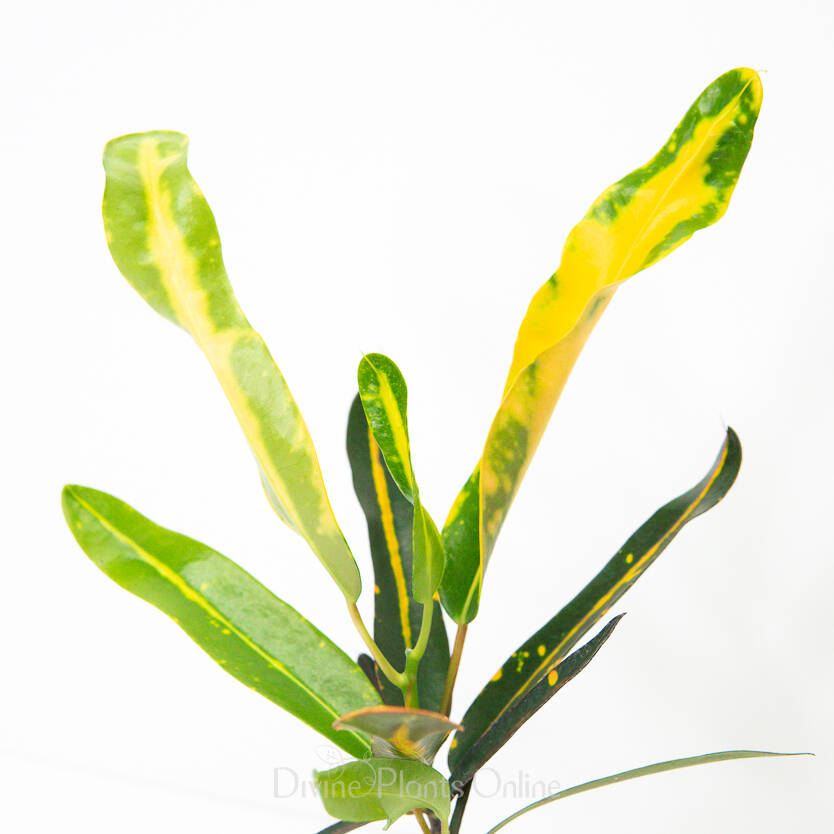 Codiaeum variegatum 'Mammy' – Divine Plants Online Shop