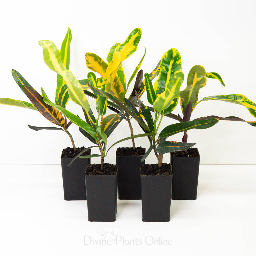 Codiaeum variegatum 'Mammy' – Divine Plants Online Shop