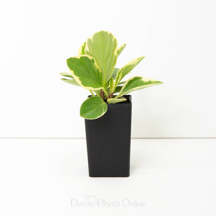 Peperomia Obtusifolia Albo marginata Divine Plants Online Shop