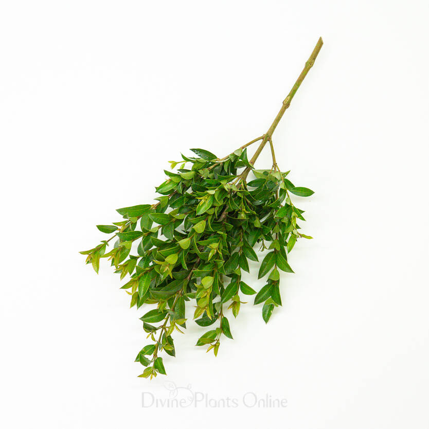 Aussie Compact Lilly Pilly - Foliage – Divine Plants Online Shop