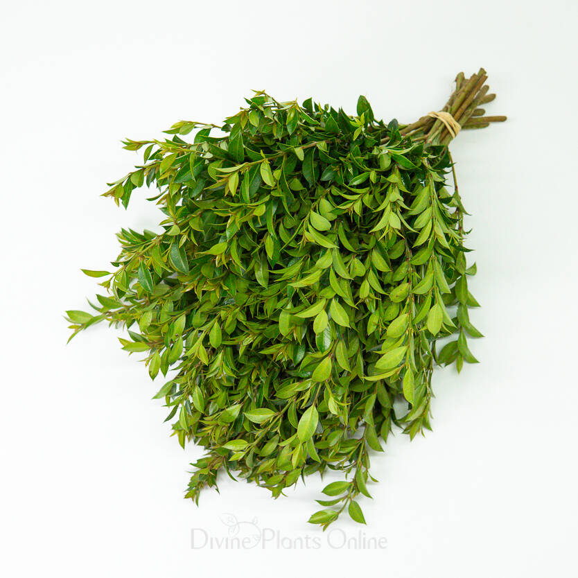 Aussie Compact Lilly Pilly - Foliage – Divine Plants Online Shop