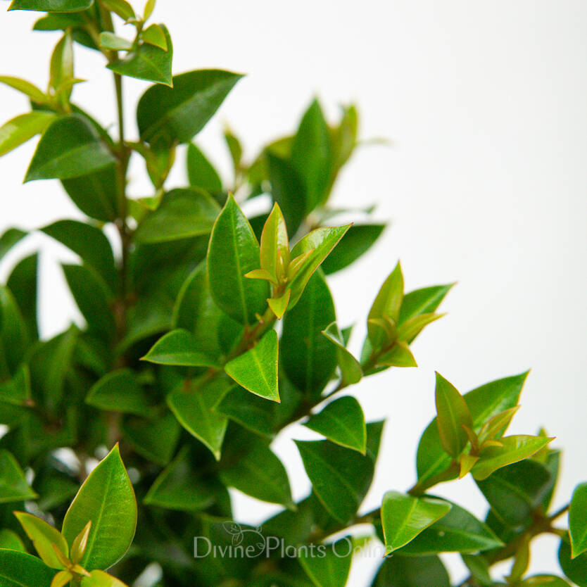 Aussie Compact Lilly Pilly - Foliage – Divine Plants Online Shop