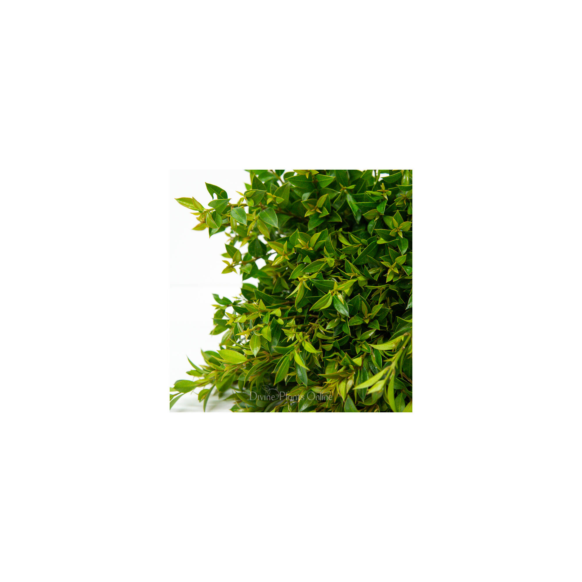 Aussie Compact Lilly Pilly - Foliage – Divine Plants Online Shop